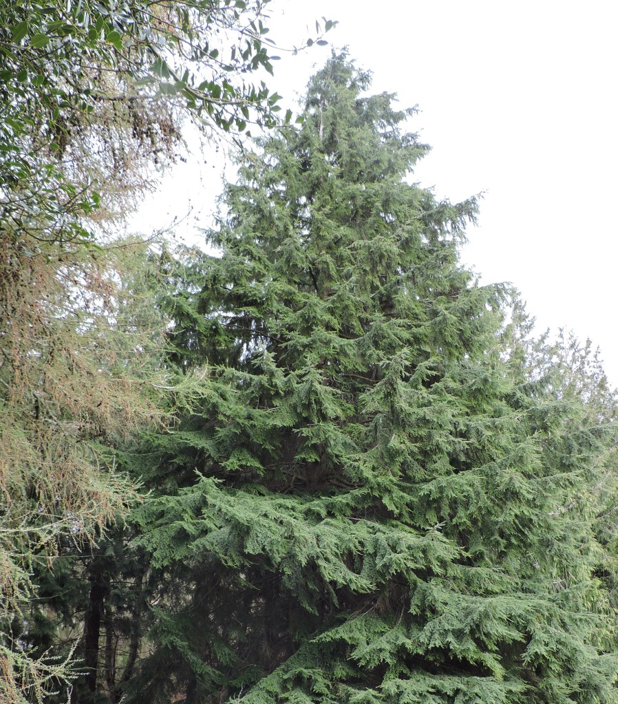Lilliesleaf and The Riddell Estate – ricketyrambler